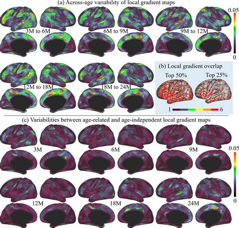 The Across Age Variabilities Of Local Gradient Maps And The