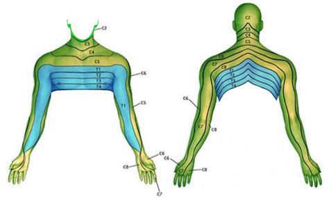 C7 Dermatome Map Dermatome Map