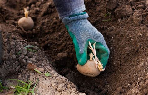 Лунный посевной календарь 2024 таблица посева и посадок для дачника и огородника