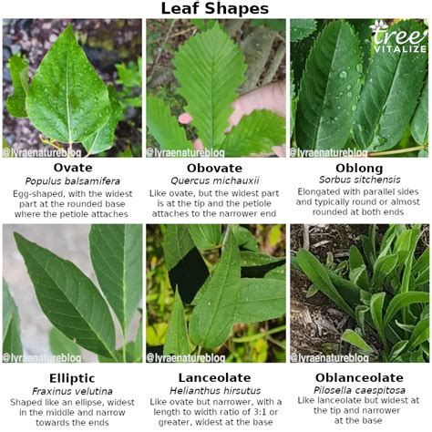 18 Different Types Of Ash Trees And Their Identifying Features