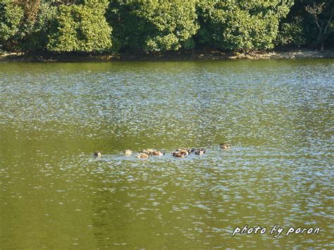 ハシビロガモが山田池の水面をぐるぐる回っています デジカメ散歩悠々