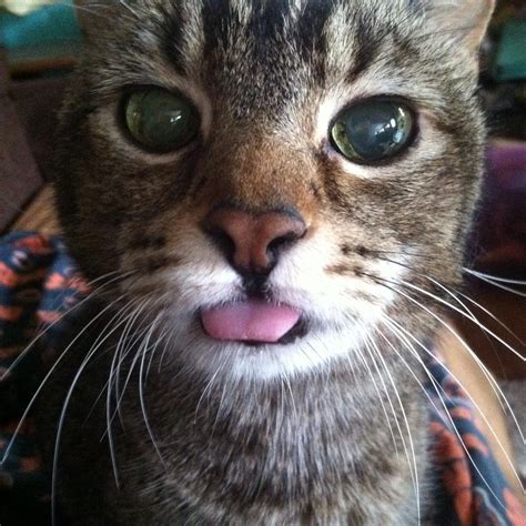 Bus Blep Miss Him So Much Rblep