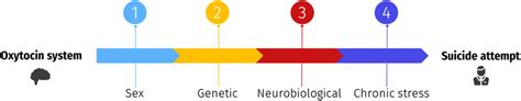 Individual Differences In The Oxytocin System And The Susceptibility To