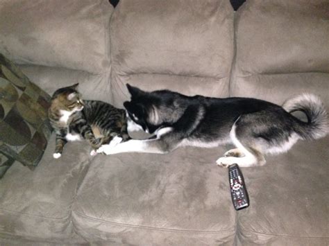 Sasha Loves Her Brother