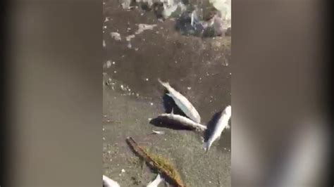 პალიასტომის ტბის სანაპიროზე დიდი რაოდენობით მკვდარი თევზი გამოირიყა Youtube