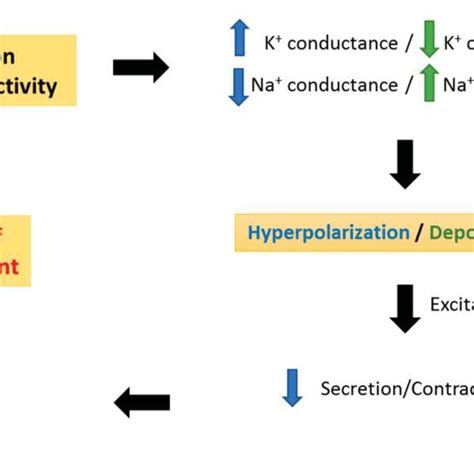 Involvement Of Ether Lipids In The Modification Of Excitation Response