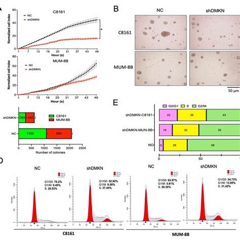 Dmkn Knockdown Reduced Cell Migration In Advanced Melanoma Cell Lines