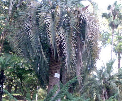 ბოტანიკური ბაღი