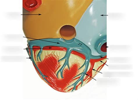 Heart Posterior Diagram Quizlet