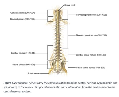 Anatomy And Physiology Module 5 Flashcards Quizlet