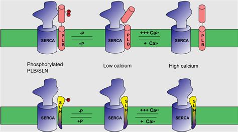 Figure 1 From Regulation Of Sarcoplasmic Reticulum Ca2 Atpase Pump