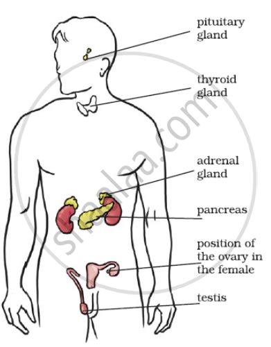 In Figure Mark The Positions Of The Endocrine Glands Which Release The