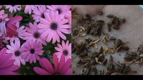 71 How To Collect African Daisy Flower Seeds Osteospermum Seed