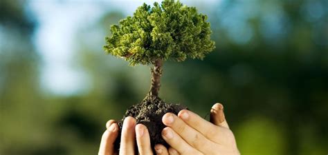 How To Choose The Right Tree Mitigation Service Provider Texas Tree Transformations