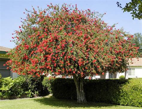 Stunning Trees With Red Flowers Balcony Garden Web