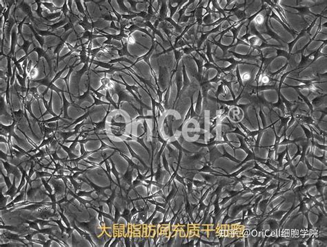 【经验分享】如何正确更换细胞培养基类型？ 知乎