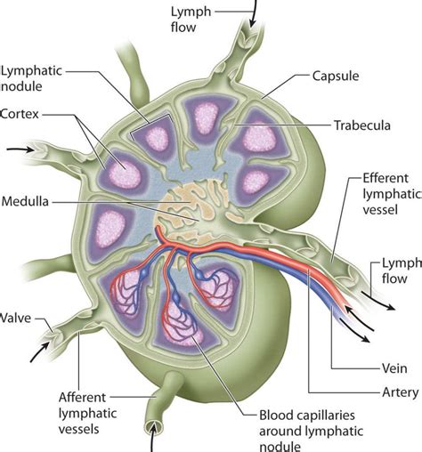Lymph Nodes Diagram Labeled Lymph Nodes