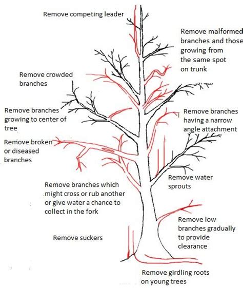 guide pruning trees r selfreliance