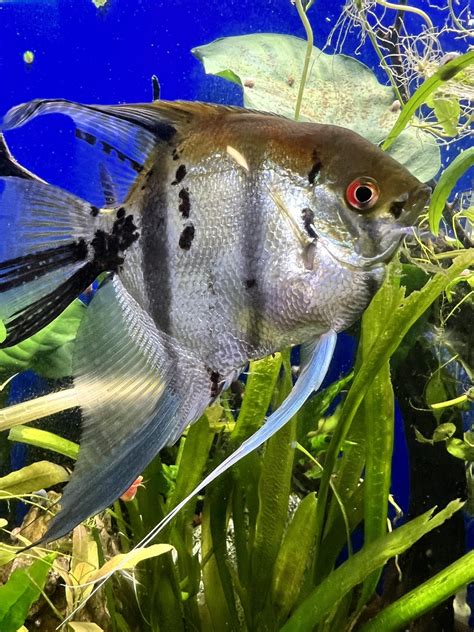 Help Identifying Sex Please Rangelfish