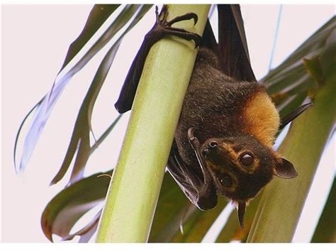 How Do Bats Hear All About Echolocation