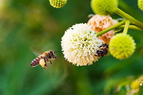 곤충 꽃 꽃가루 꽃잎 꿀 꿀 생산 꿀벌 녹색 도시 정원 디테일 매크로 배경 벌 보존 생물 다양성 생태 수분 수분 조절제 수술 식물 식물군