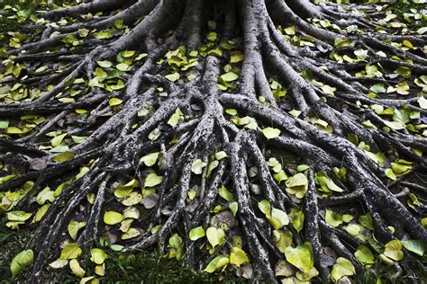 Trees With Good Roots At Fernando Crawford Blog