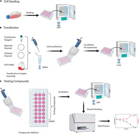 Cell Press Star Protocols