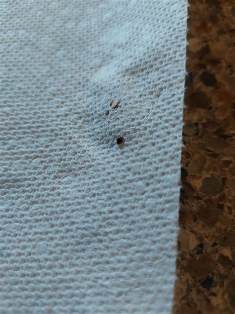 Tiny Hard Shelled Bug In Usa R Whatisthisbug