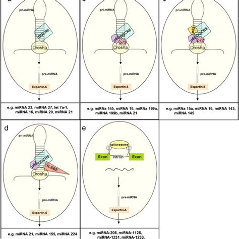 Schematic Illustration Of Positive Pri Mirna Regulation Beyond The