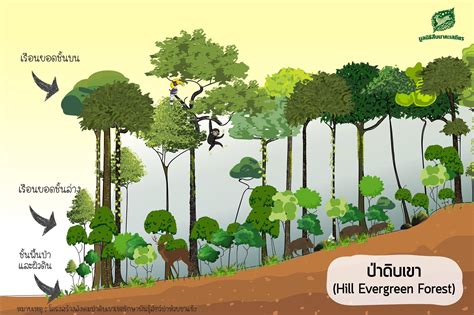 เกร็ดความรู้ ป่าดิบเขา Hill มูลนิธิสืบนาคะเสถียร