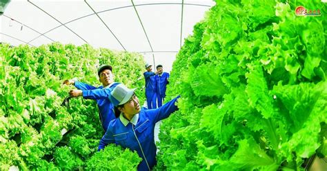 채소 수확하는 北 온실농장 근로자들