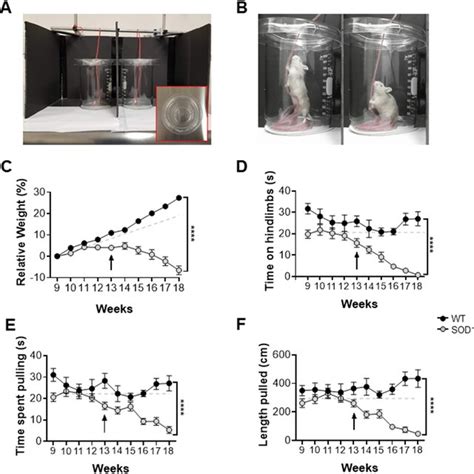 Loss Of Forelimb And Hindlimb Function Is Associated With Cortical And