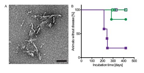 Bioluminescence Imaging Of Neuroinflammation In Transgenic Mice After Peripheral Inoculation Of