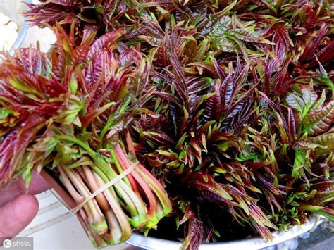 香椿芽美食和古詩 每日頭條