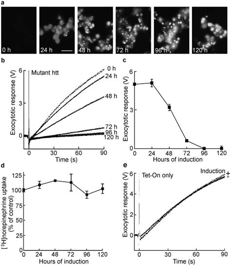 effects of expression of mutant htt fragment on neurotransmitter