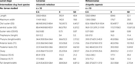 Morphometric Characteristics Of Cercariae And Metacercariae Of Download Table