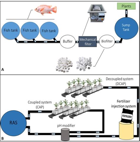 Ras And Coupled Decoupled Aquaponic Systems Scheme Of The Aquaponics