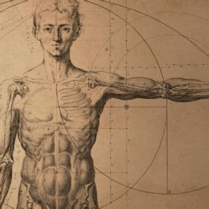 Human Anatomy Through The Ages Vived Learning