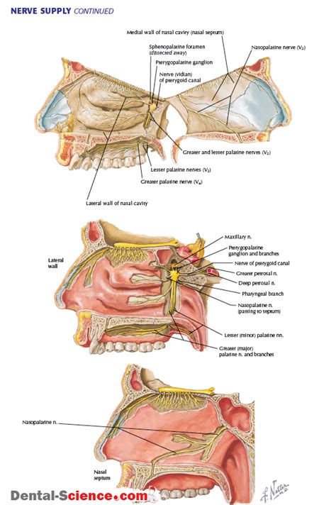Pterygopalatine Fossa Anatomy Arterial Supply Venous Drainage Nerve Supply Radiology Artofit