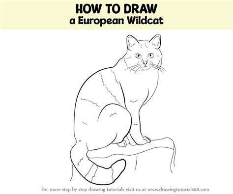How To Draw A European Wildcat Wild Animals Step By Step