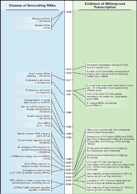 Discovery Timeline Of Noncoding Rnas Download Scientific Diagram