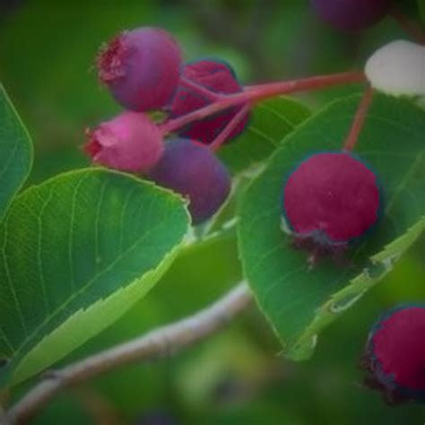 June Berry Service Berry Advanced Nursery Growers