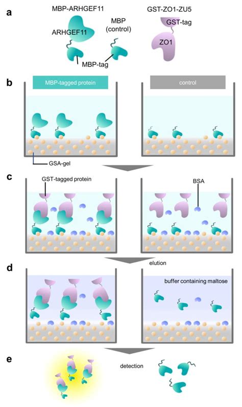 Overview Of A Gsa Based Protein Protein Interaction Assay Using Mbp And Download Scientific