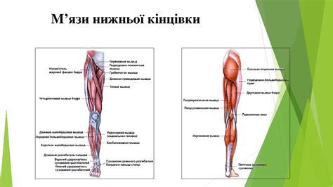 Біологія 8 клас Дистанційне навчання Персональний сайт