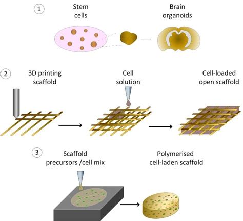 Techniques For Fabrication Of 3d Tissue Constructs 1 Stem Cells