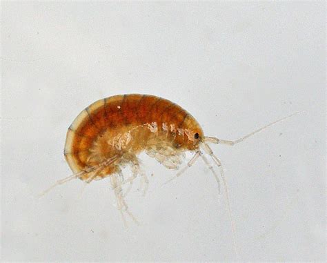 Bug Othe Week Closed For June I Scuds Encore By Kate Redmond