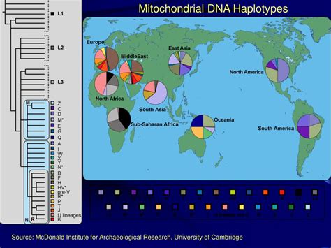 Ppt Mitochondrial Inheritance Powerpoint Presentation Free Download Ppt Mitochondrial Inheritance Powerpoint Presentation Free Download