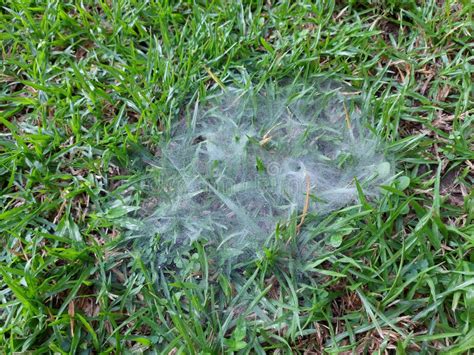 Focus On Cobweb Of Grass Spider On Green Yard Macro Stock Image Image Of Fresh Plant 237547427