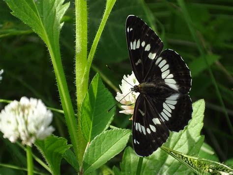 アサマイチモンジ Limenitis glorifica Honshu White Admiral fema Flickr