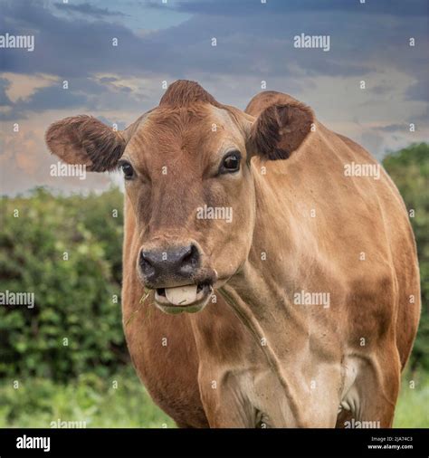 Why Do Cows Chew On Bones At George Ashcraft Blog